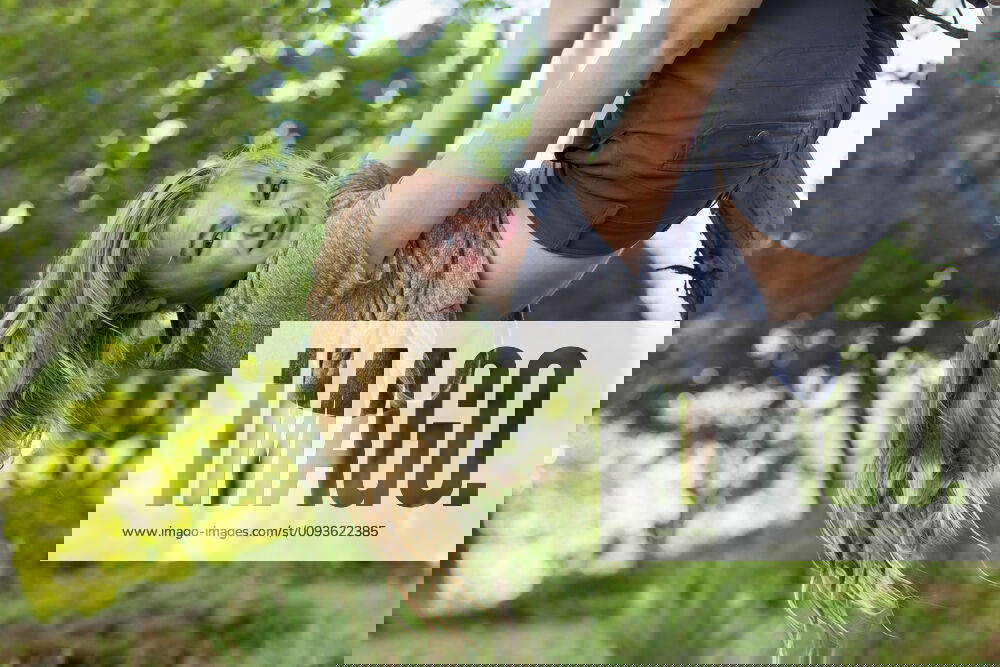 Girl Hanging From Tree