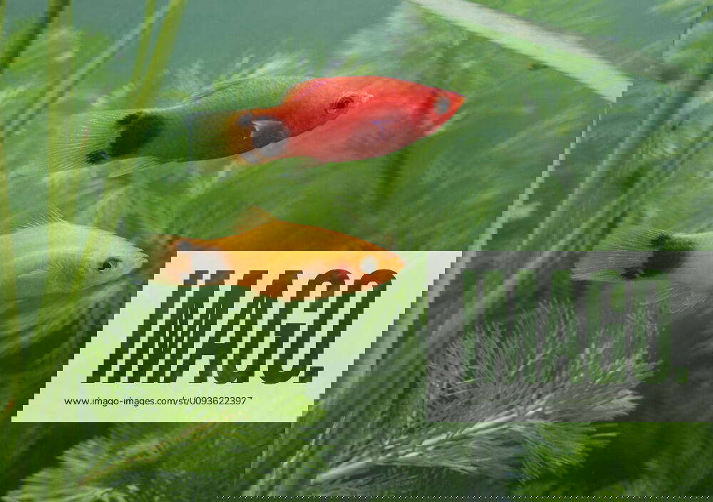 Mickey Mouse Molly Fish