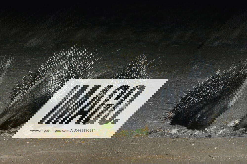 African Crested Porcupine (Hystrix sp.). Central Namibia, Africa