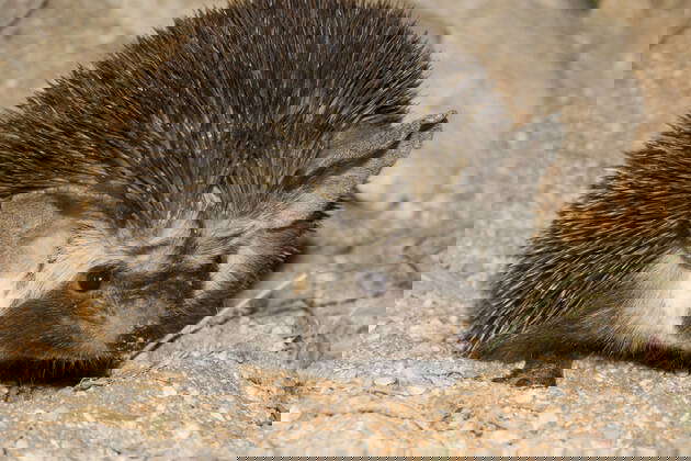 Desert Ethiopian Hedgehog . Abu Dhabi - United Arab