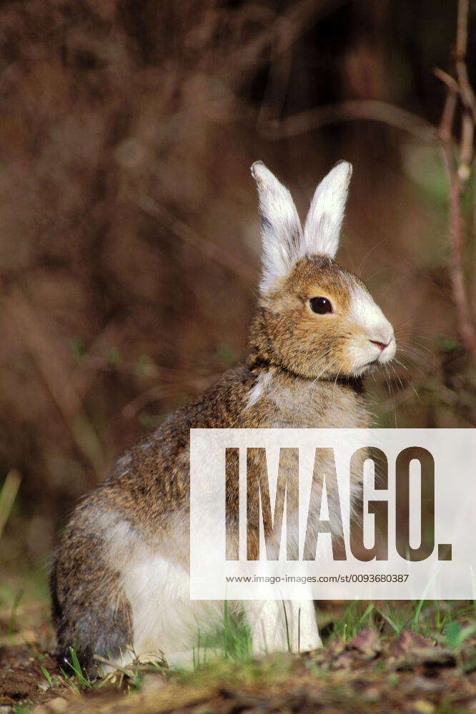 Snowshoe Varying HARE - changing from winter white to summer brown grey ...