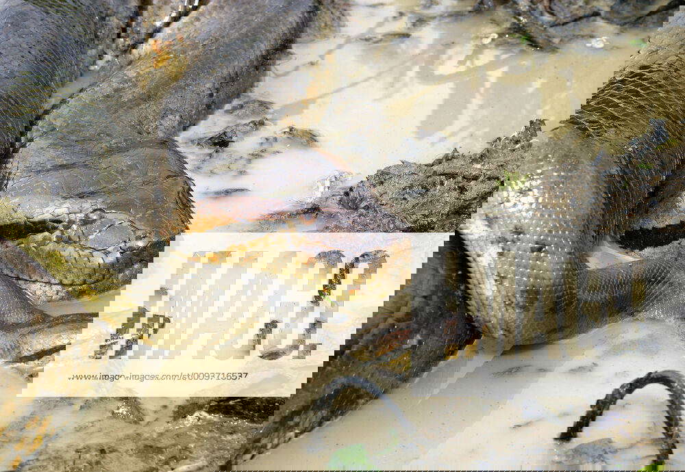 Green ANACONDA - mating, female and male, heads (Eunectes murinus ...