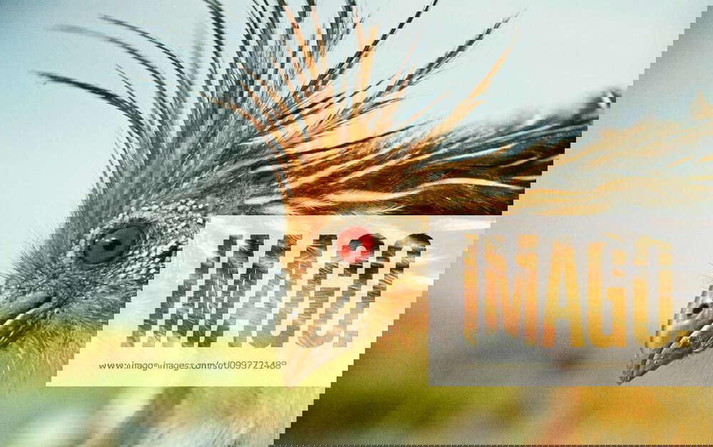 HOATZIN - close-up of head showing red eye (Opisthocomus hoatzin ...