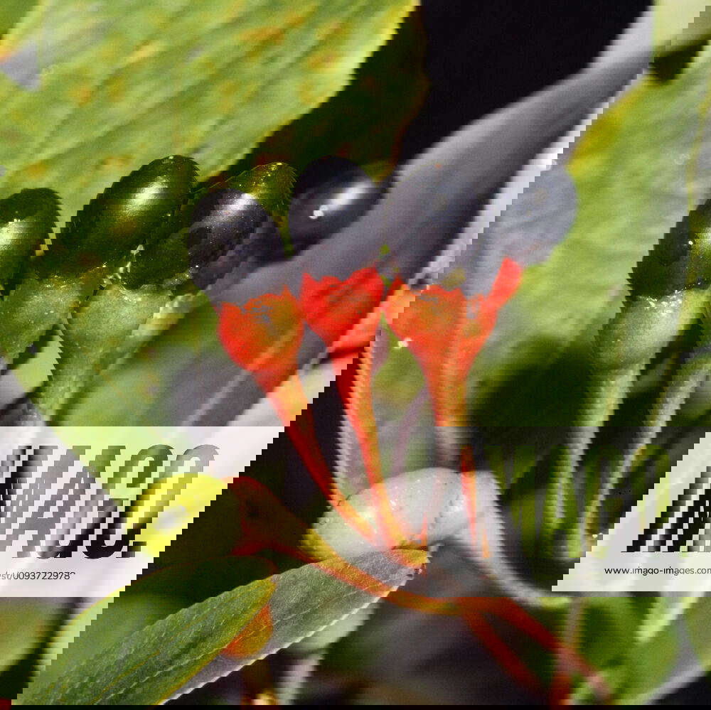 Sassafras - fruit (Sassafras albidum