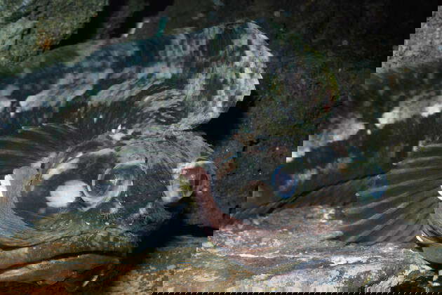 Sarcastic Fringehead Fish . Monterey Bay, California