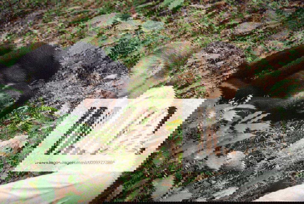 Jane Goodall - In Gombe with Chimpanzee - August 1988. Gombe National ...