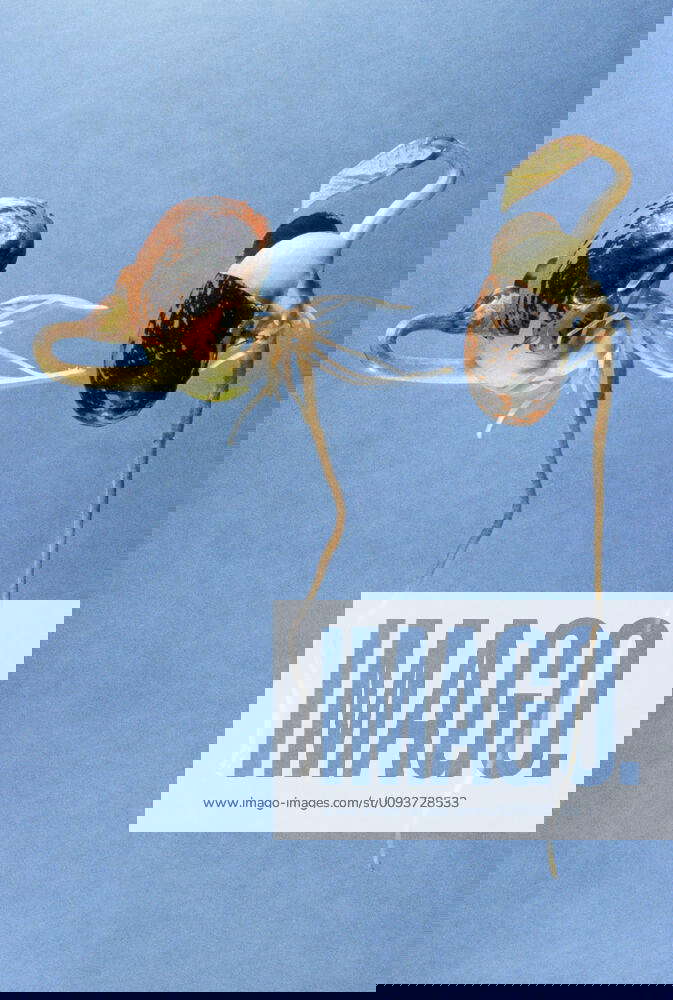 Runner Bean - germination. One the right way up (right) the other ...