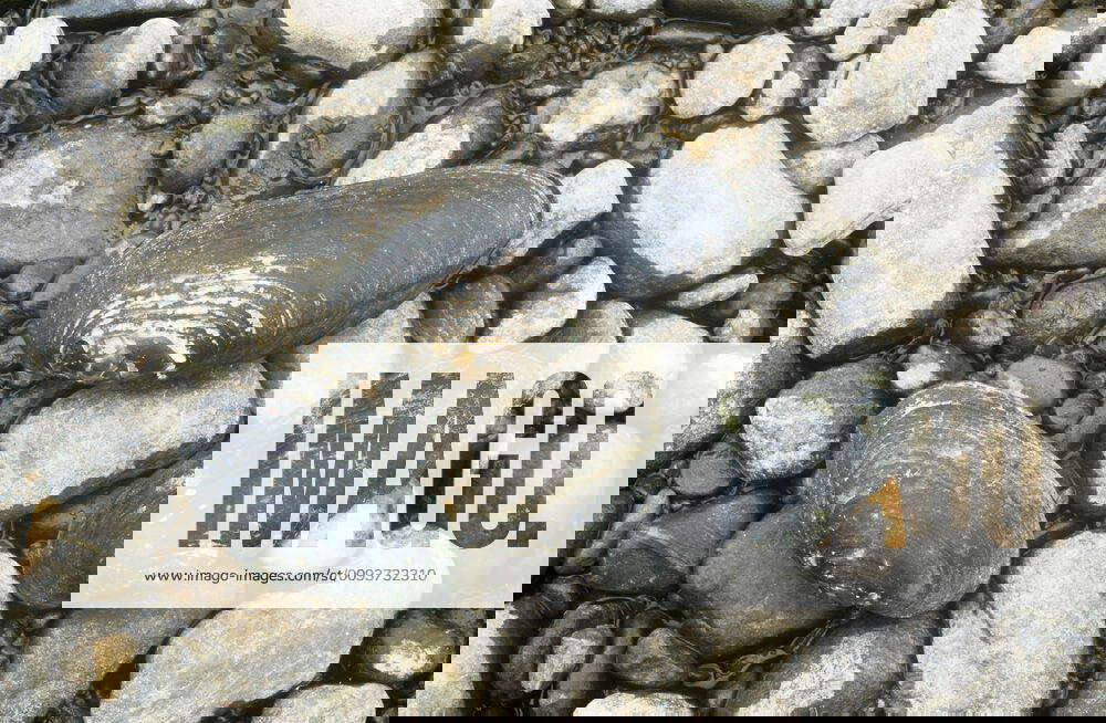 Freshwater Pearl MUSSEL Shells - legally protected in the