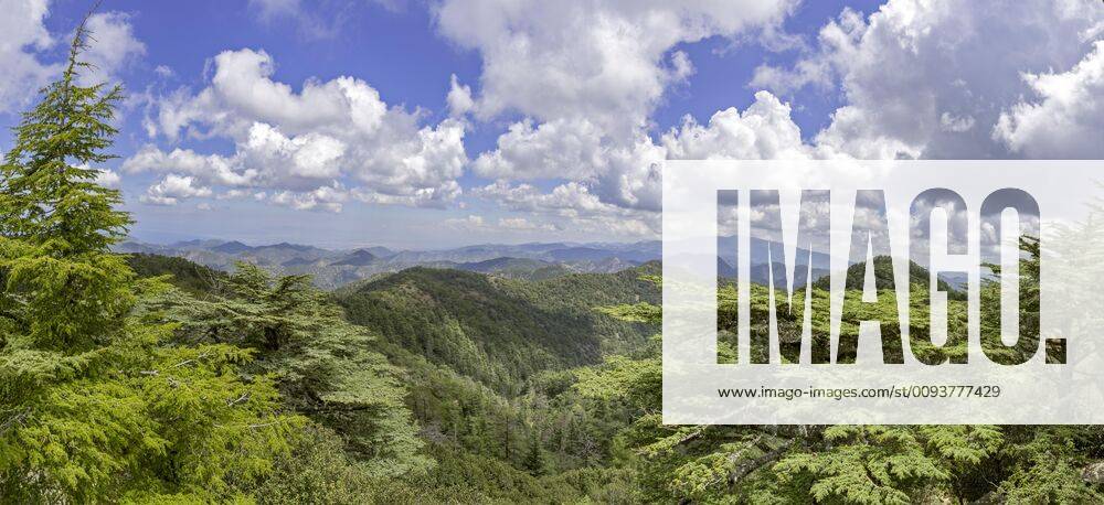 Cyprus Cedar Cedrus brevifolia , View from Tripylos Peak, Cedar Valley ...