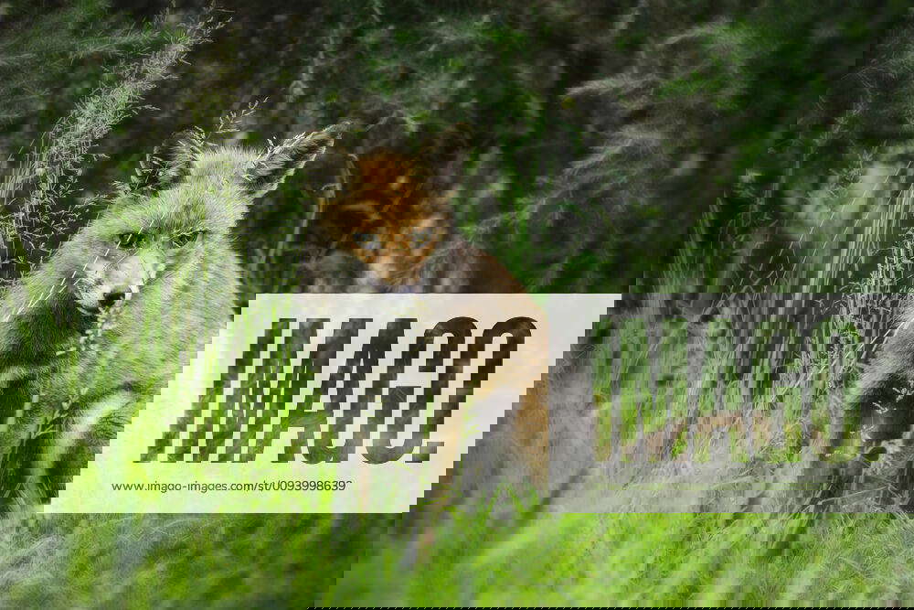 Beautiful male fox in long lush green grass of Summer field