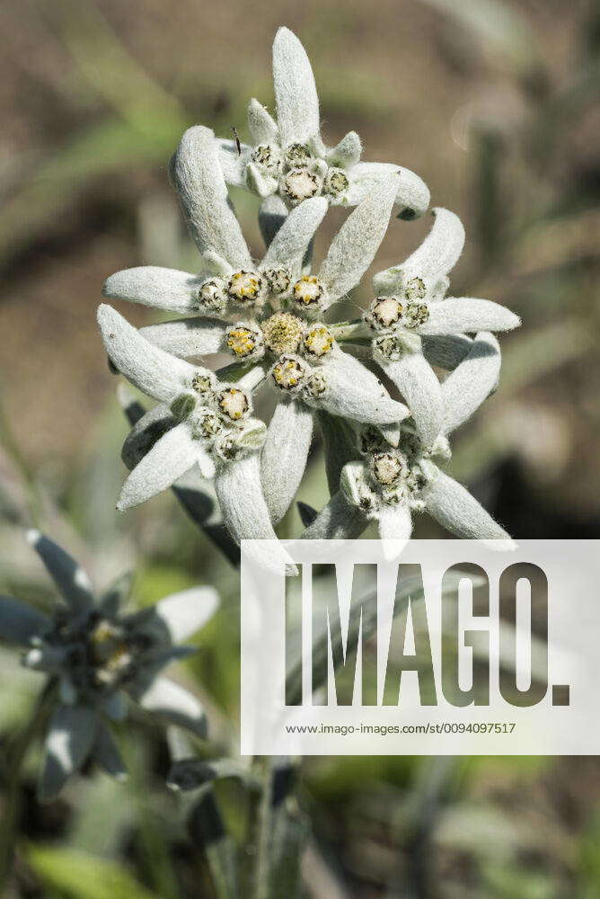 National Flower Of Italy Images | Best Flower Site