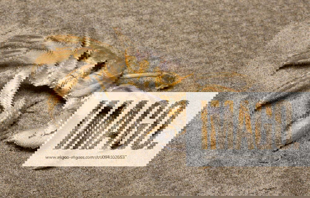 What Do Ghost Crabs Eat