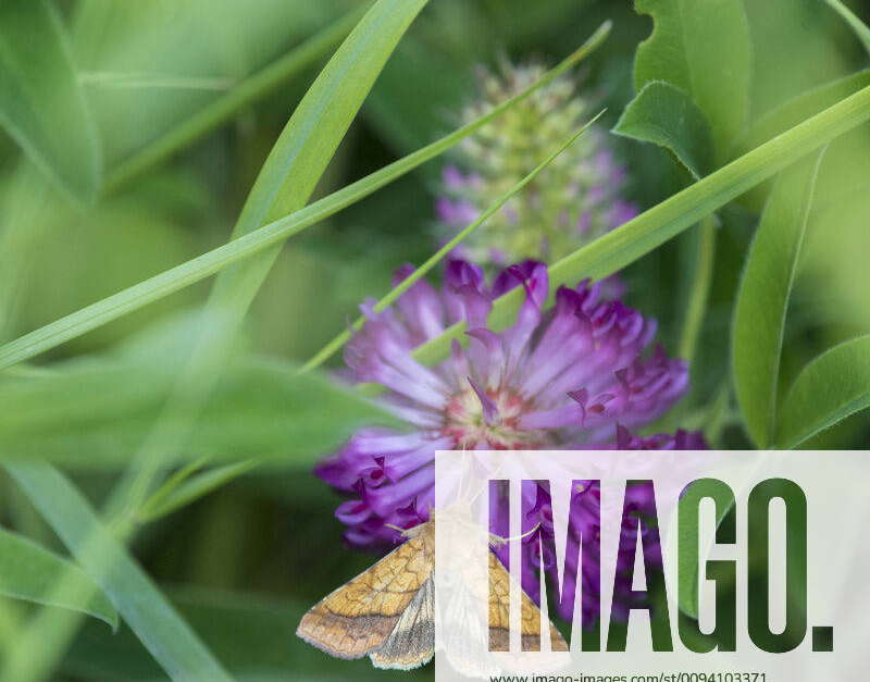 Bordered sallow moth (Pyrrhia umbra) on flower, Uusimaa, Finland, July