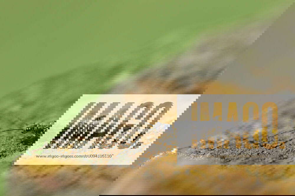 Stonefly (Nemoura cinerea) resting on a lichen-covered fencepost beside ...