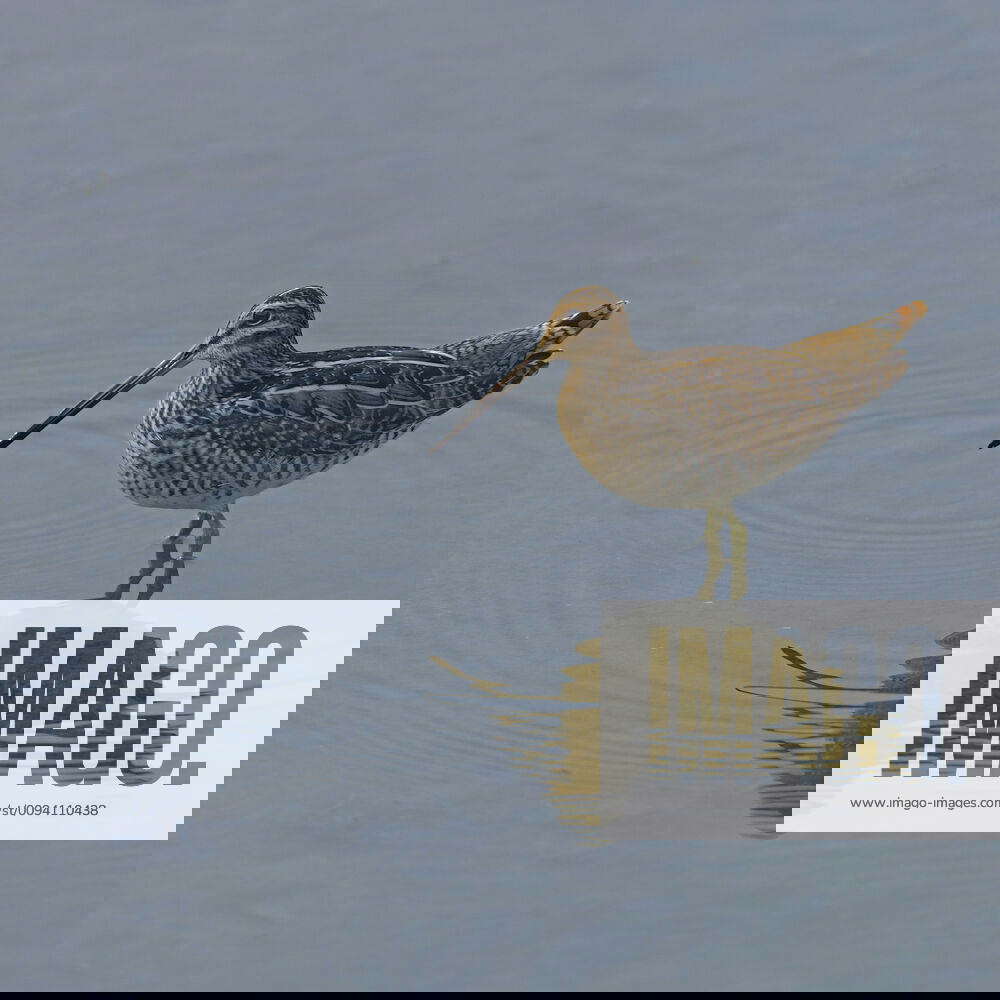 Common snipe in water, Anchorage, Alaska, USA, August