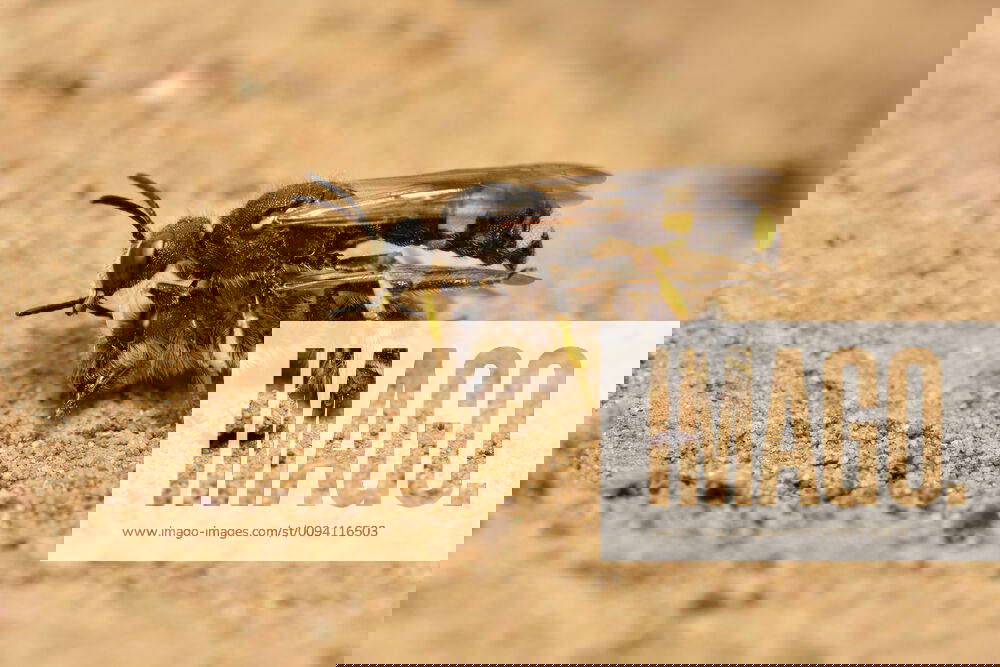 Digger Wasp (Cerceris rybyensis) carrying paralysed Mining bee (Andrena ...