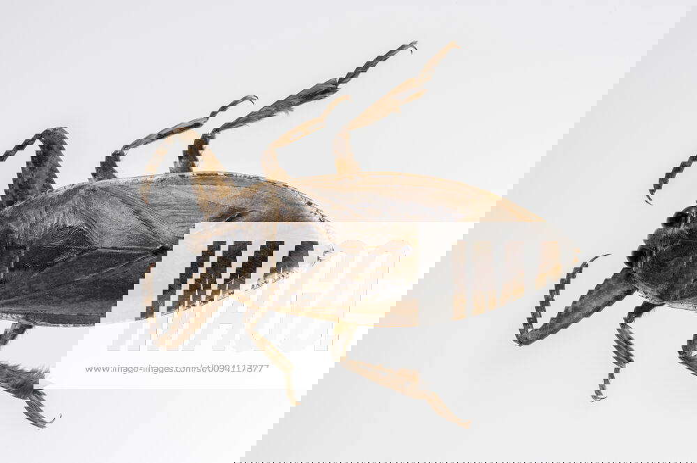 Lethocerus Giant Water Bugs