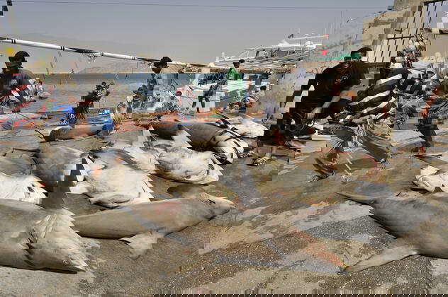 Fishermen are unloading dead sharks at Mirbat harbour in south, coast ...