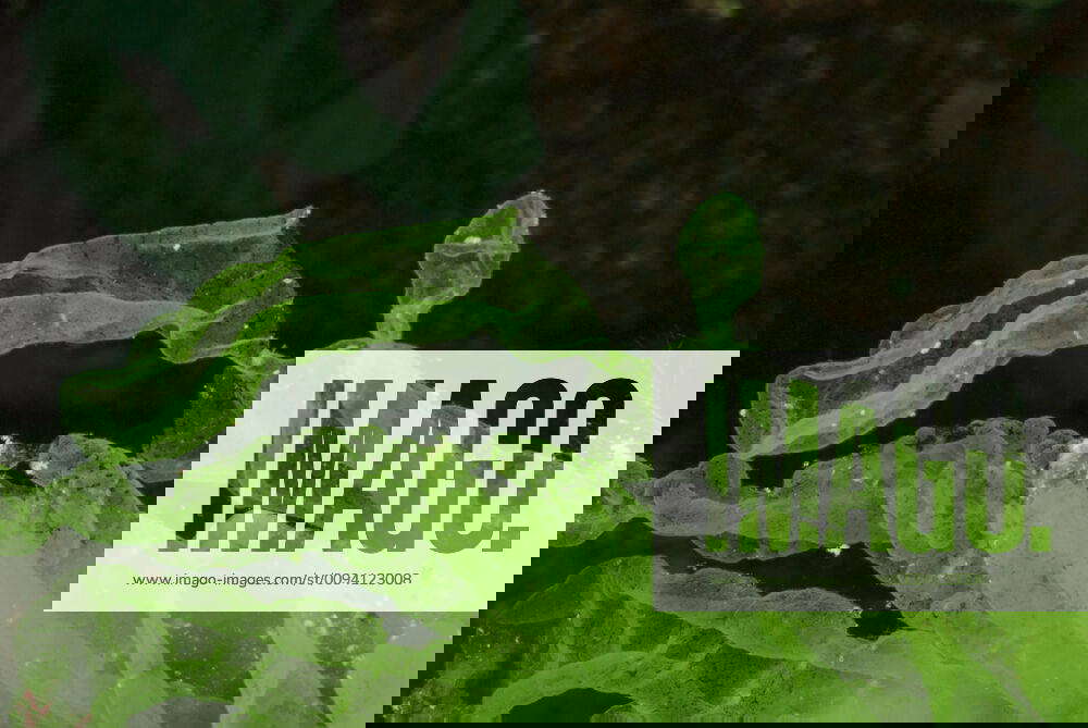 Algae (Tetraspora) in deep water, Lake Baikal, Siberia, Russia. October ...