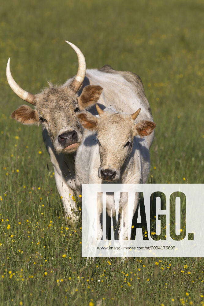 White Chillingham cattle, cow and calf. Chillingham Park ...