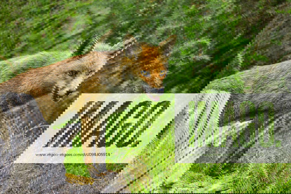 Beautiful male fox in long lush green grass of Summer field