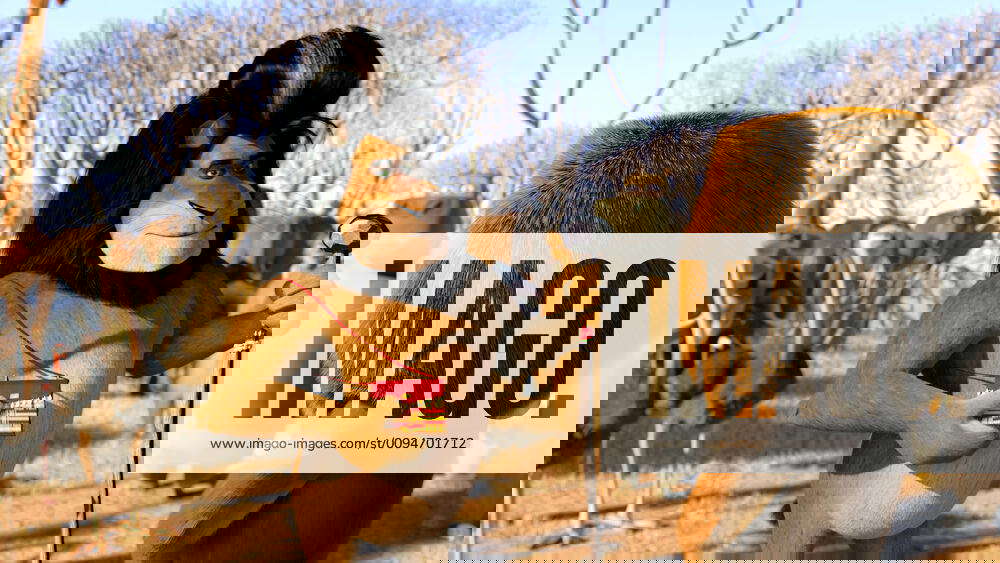 Makunga & Alex Characters: Makunga & Alex Film: Madagascar: Escape 2 ...