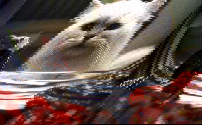 Stuart Little & Snowbell Characters: Stuart Little & Film: Stuart ...