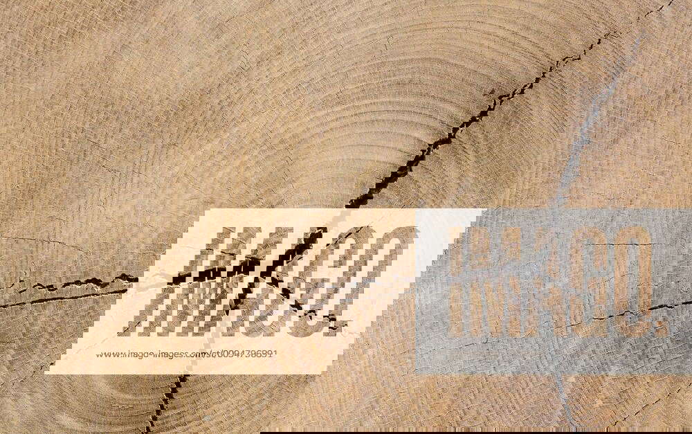 African teak afromosia afrormosia (Pericopsis elata) hardwood cross-cut ...