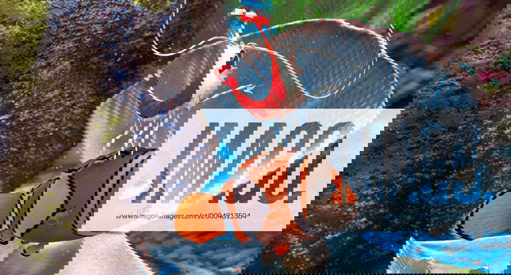 Nemo & Jacques Characters: Nemo & Jacques Film: Finding Nemo (USA 2003 ...