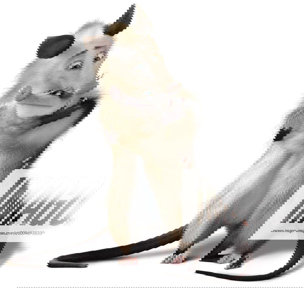 Over The Hedge Ozzie And Heather