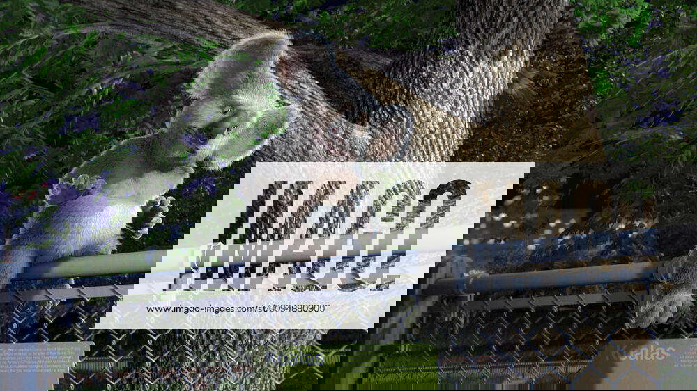 Nigel Film: The Wild Director: Steve Williams 12 April