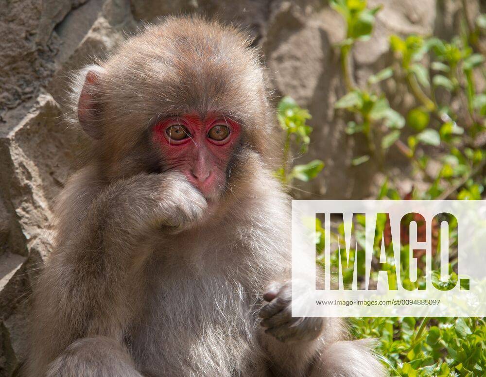 Japanmakak (Macaca fuscata), Jungtier, Yamanouchi, Präfektur Nagano ...