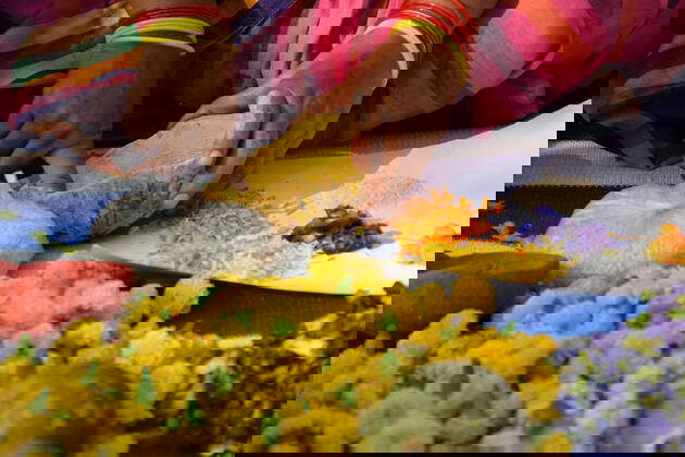 November 15, 2019, Pingla, west bengal, india: Color Extraction process ...