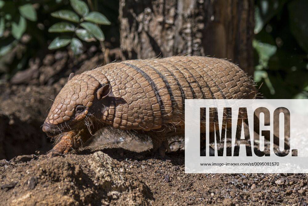 Six Banded Armadillo