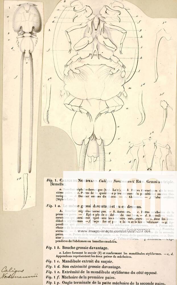 Caligus nordmannii, Print, Caligus is a genus of sea lice in the family ...
