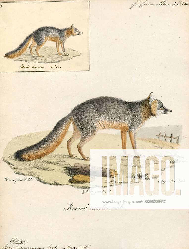 Canis virginianus, Print, Canis is a genus of the Canidae containing ...