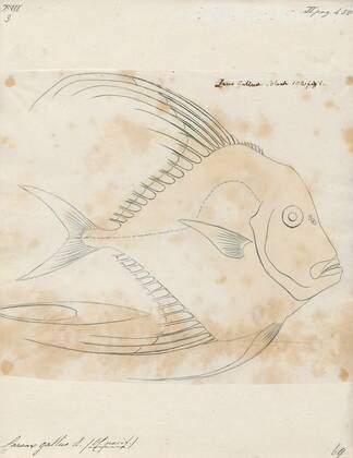 Caranx gallus, Print, The Indian threadfish, also known as the Indian ...
