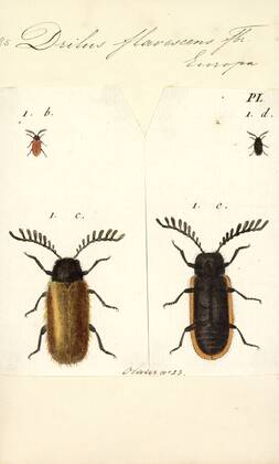 Drilus, Print, Drilus is a genus of beetles belonging to the family ...