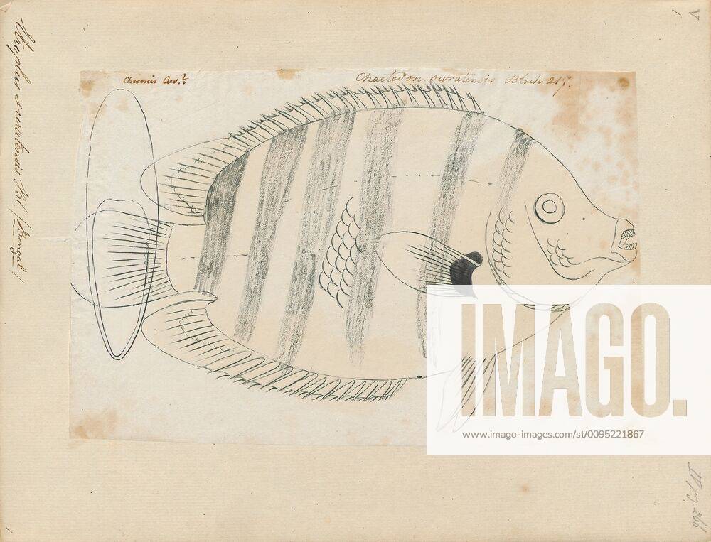 Etroplus suratensis, Print, The green chromide is a species of Cichlid ...