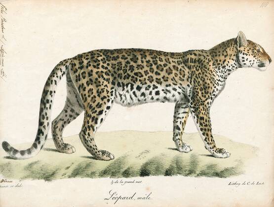 Felis pardus, Print, The leopard is one of the five extant species in ...