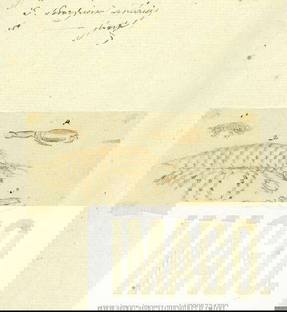 Gammarus spinicarpus, Print, Gammarus is an amphipod crustacean genus ...