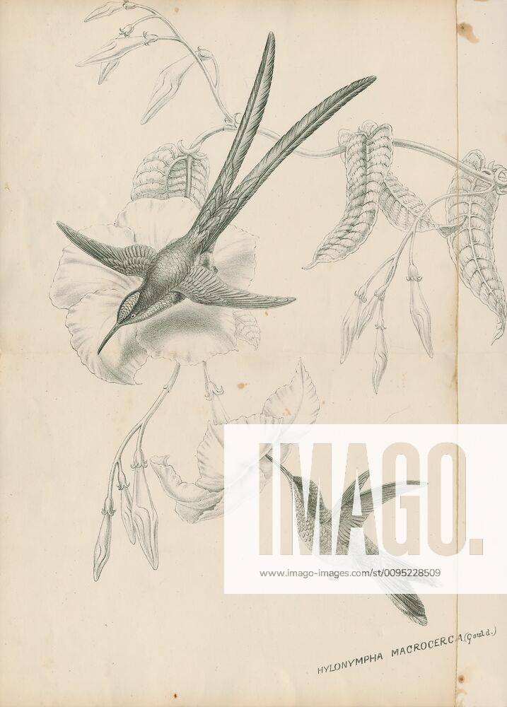 Hylonympha macrocerca, Print, The scissor-tailed hummingbird ...