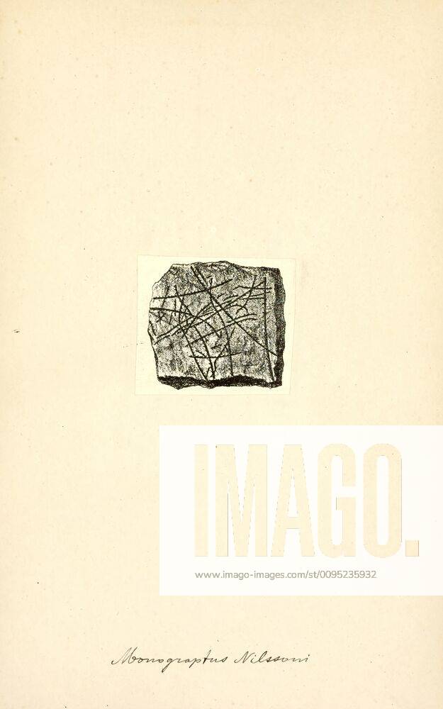 Monograptus, Print, Monograptus is a genus of graptolites in the Order ...