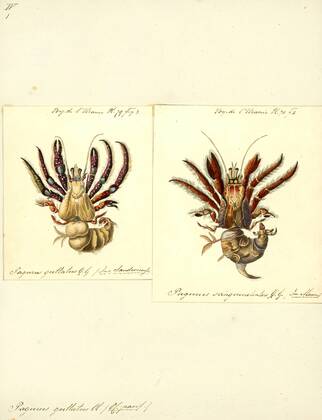 Pagurus guttatus, Print, Pagurus is a genus of hermit crabs in the ...