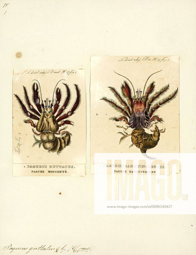 Pagurus guttatus, Print, Pagurus is a genus of hermit crabs in the ...