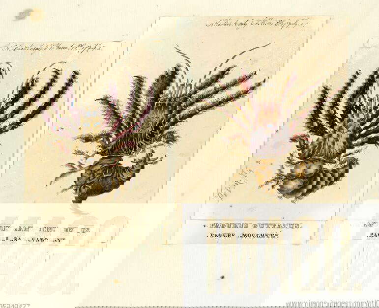 Pagurus guttatus, Print, Pagurus is a genus of hermit crabs in the ...