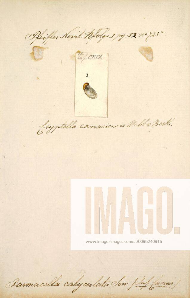 Parmacella calyculata, Print, Parmacella is a genus of air-breathing land slugs, terrestrial