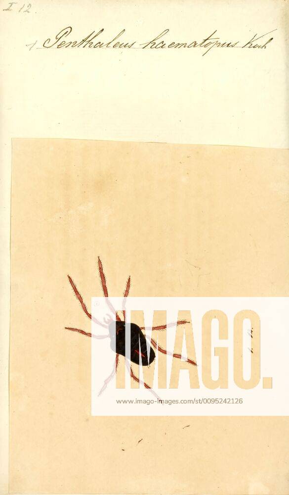 Penthaleus, Print, Penthaleidae, also referred to as earth mites, are a ...