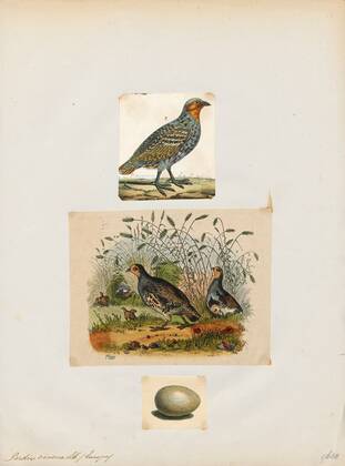 Perdix cinerea, Print, Perdix is a genus of Galliform gamebirds known collectively as the true