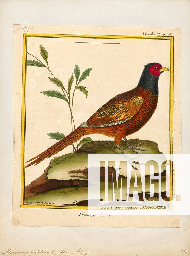 Phasianus colchicus, Print, The common pheasant is a bird in the ...
